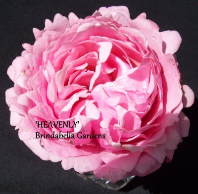 heatlover roses australia