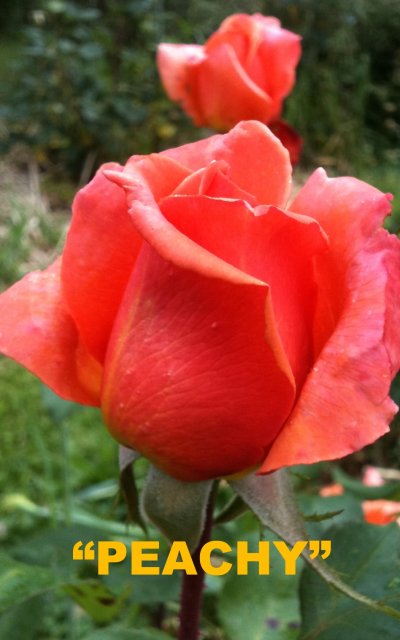 heatlover roses australia