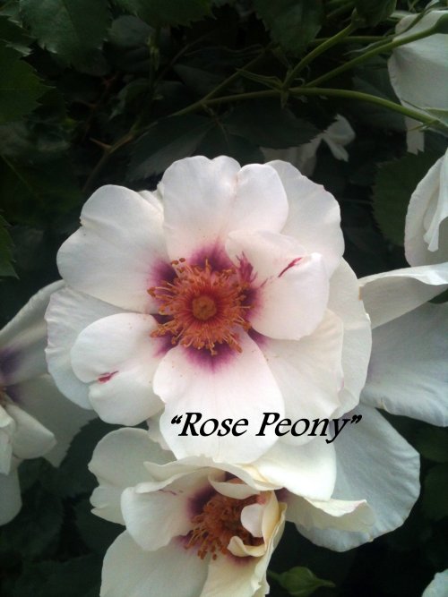 Rose Peony